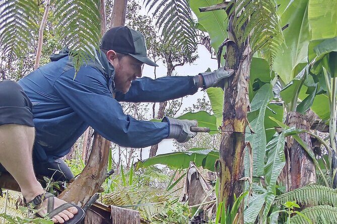 Hawaiian Rainforest Banana Cultivation Experience - Learning About Hawaiian Rainforest Plants and Lava Art