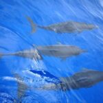 Hawaiian Sail and Snorkel in Kailua-Kona, Hawaii - Authentic Insights from Reviews