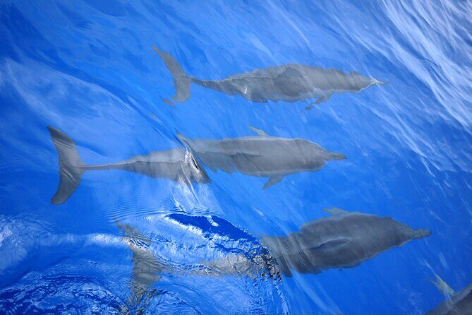 Hawaiian Sail and Snorkel in Kailua-Kona, Hawaii - Authentic Insights from Reviews