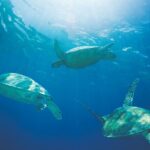 Hawaiian Sea Turtles and Snorkeling Experience in Kona with Lunch - The Value of This Kona Tour