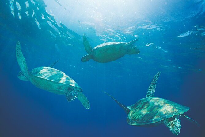 Hawaiian Sea Turtles and Snorkeling Experience in Kona with Lunch - The Value of This Kona Tour