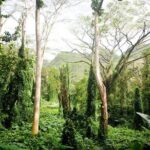 Hawaiian Waterfall Hike - Practical Tips for Your Rainforest Adventure