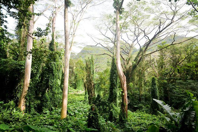 Hawaiian Waterfall Hike - Practical Tips for Your Rainforest Adventure