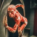 Heidelberg: BODY WORLDS Museum Entry Ticket - What to Expect at the Heidelberg BODY WORLDS Museum