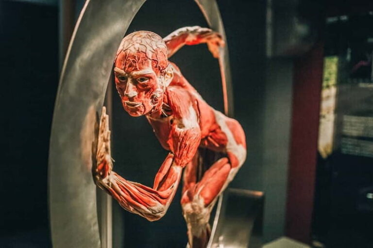 Heidelberg: BODY WORLDS Museum Entry Ticket - What to Expect at the Heidelberg BODY WORLDS Museum