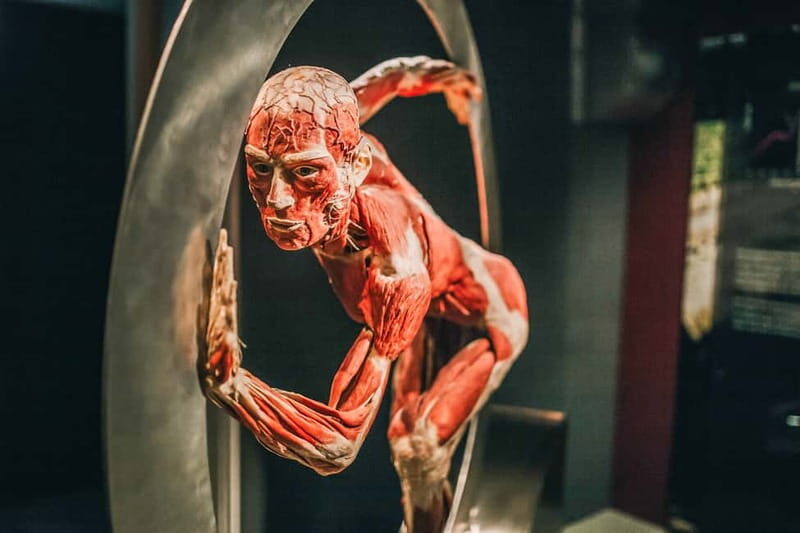 Heidelberg: BODY WORLDS Museum Entry Ticket - What to Expect at the Heidelberg BODY WORLDS Museum