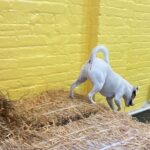 Hide & Seek Skills for Dogs at the Hay filled New York City Barn - Breaking Down the Cost and Value