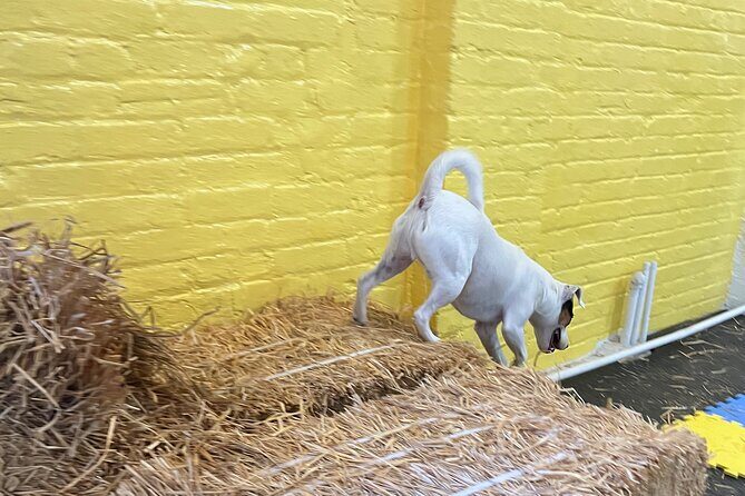 Hide & Seek Skills for Dogs at the Hay filled New York City Barn - Breaking Down the Cost and Value