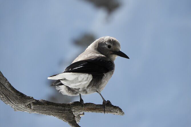 High Country Birding Hike and Hot Spring Soak from Denver - Pricing and Value