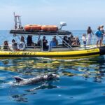 High Speed Zodiac Whale Watching Safari from Dana Point - The Experience of Speed and Comfort
