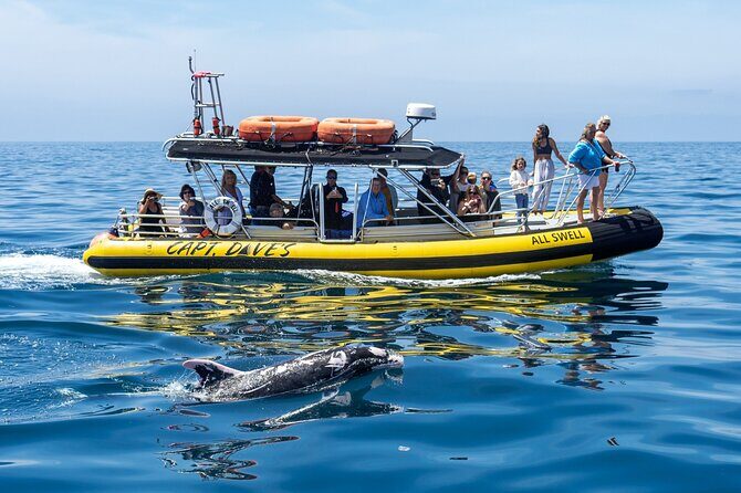 High Speed Zodiac Whale Watching Safari from Dana Point - The Experience of Speed and Comfort
