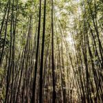 Hike Trail to Waterfall & Nature Walk - What Travelers Say: Authentic Feedback