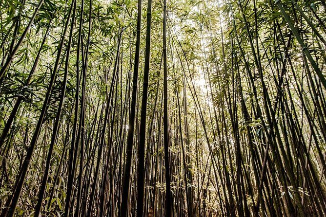 Hike Trail to Waterfall & Nature Walk - What Travelers Say: Authentic Feedback