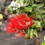 Hilo and Volcano National Park Tour a Cruise Ship Excursion w/PU - Transport and Group Size