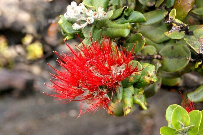 Hilo and Volcano National Park Tour a Cruise Ship Excursion w/PU - Transport and Group Size