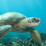 Hilo: Sea Turtle Lagoon and Black Sand Beach Snorkel - Guided Snorkeling: Knowledgeable Guides Make a Difference