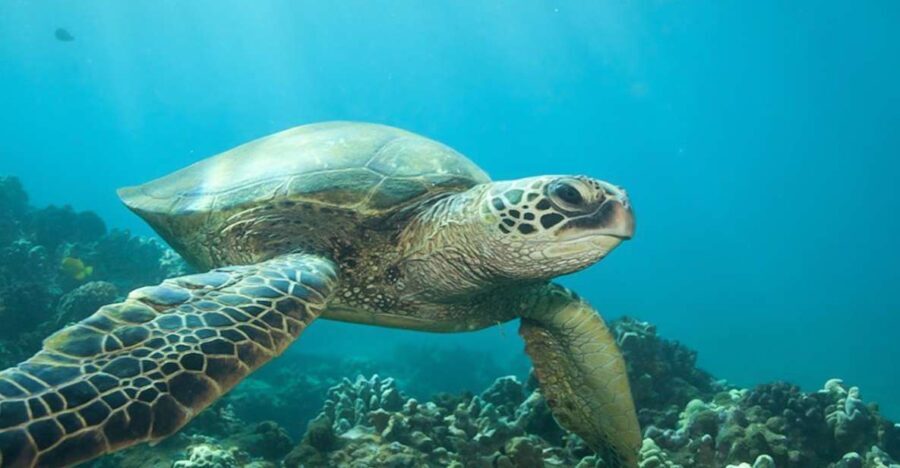 Hilo: Sea Turtle Lagoon and Black Sand Beach Snorkel - Guided Snorkeling: Knowledgeable Guides Make a Difference