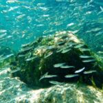 Hilo Sea Turtle Snorkel Adventure - The Value: Is it Worth It?
