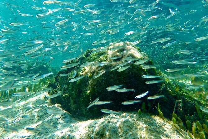 Hilo Sea Turtle Snorkel Adventure - The Value: Is it Worth It?