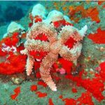 Hilo's Remote Tropical Reef 2 Tank Boat Dive - Who Is This Tour Best For?