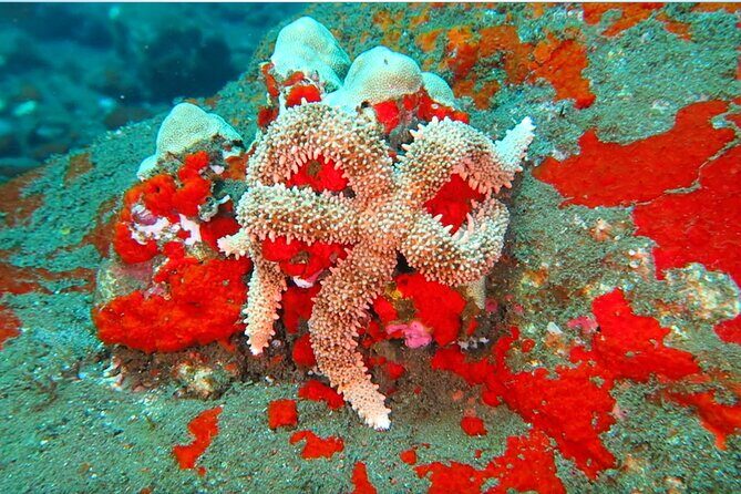Hilo's Remote Tropical Reef 2 Tank Boat Dive - Who Is This Tour Best For?