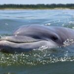 Hilton Head Guided Kayak Eco Tour - Introduction: Discover Hilton Head’s Waterways in Peace