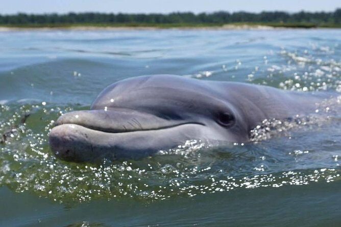 Hilton Head Guided Kayak Eco Tour - Introduction: Discover Hilton Head’s Waterways in Peace