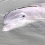 Hilton Head Island: 90-Minute Dolphin & Nature Tour - The Itinerary: What to Expect