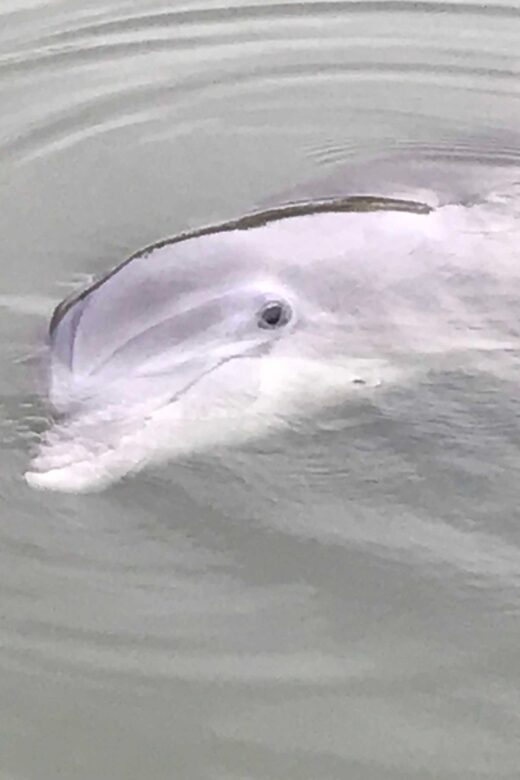 Hilton Head Island: 90-Minute Dolphin & Nature Tour - The Itinerary: What to Expect