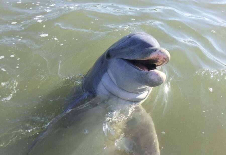 Hilton Head Island: Daytime Dolphin Watching Boat Tour - Scenic Views & Landmarks