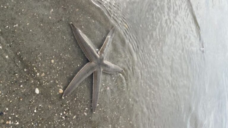 Hilton Head Island: Disappearing Island and Dolphin Tour - What You’ll Experience: A Step-by-Step Breakdown