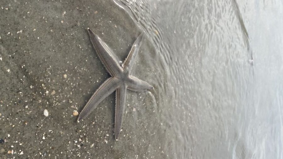 Hilton Head Island: Disappearing Island and Dolphin Tour - What You’ll Experience: A Step-by-Step Breakdown