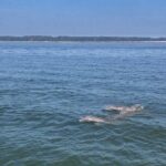 Hilton Head Island Dolphin Boat Cruise - The Itinerary and Group Atmosphere