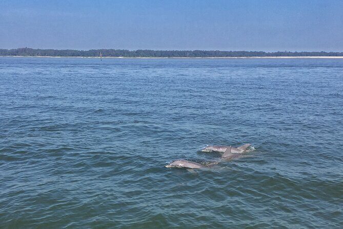 Hilton Head Island Dolphin Boat Cruise - The Itinerary and Group Atmosphere