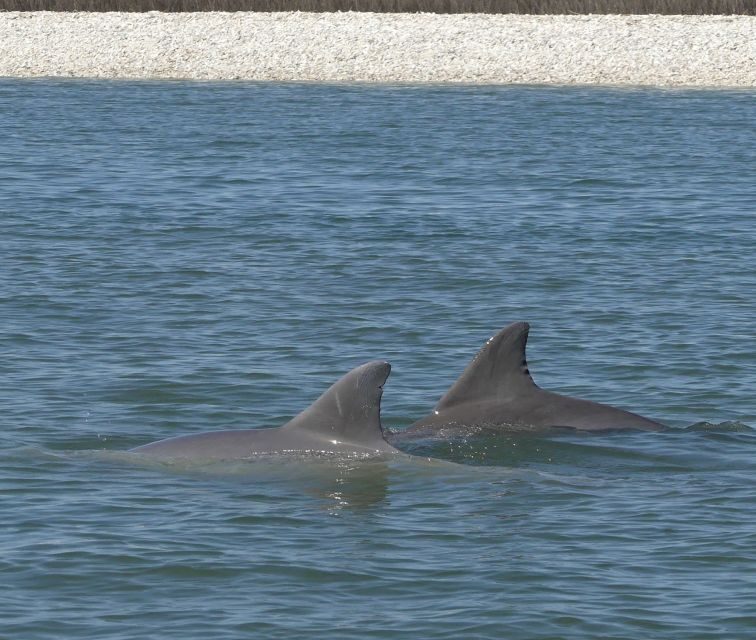 Hilton Head Island: Private Dolphin and Nature Tour - The Guide and the Experience