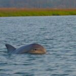 Hilton Head Island Sunset Dolphin Tour - Who Will Love This Tour?