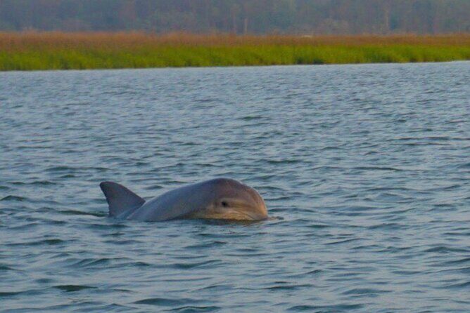 Hilton Head Island Sunset Dolphin Tour - Who Will Love This Tour?