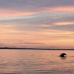 Hilton Head Island: Sunset Dolphin Watching Tour - Who This Tour Is Best For