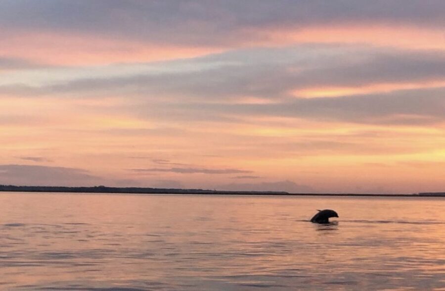 Hilton Head Island: Sunset Dolphin Watching Tour - Who This Tour Is Best For