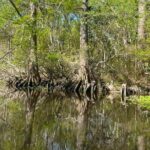 Historical Scenic Bayou Swamp Water Trail Kayak Tour - The Itinerary: What You’ll Encounter
