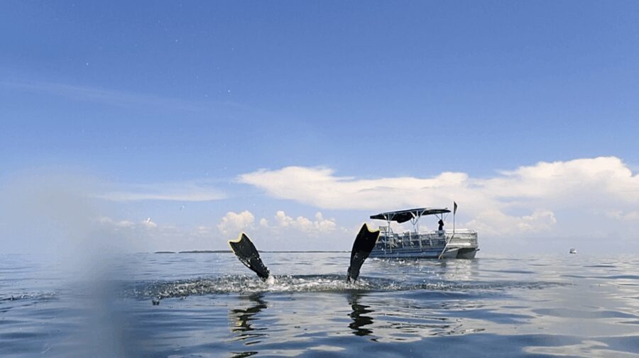 Homosassa: Snorkel & Scallop Hunt in Gulf of Mexico - The Itinerary and What to Expect