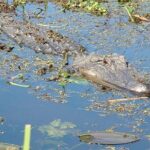 Honey Island Swamp Boat Tour - FAQ