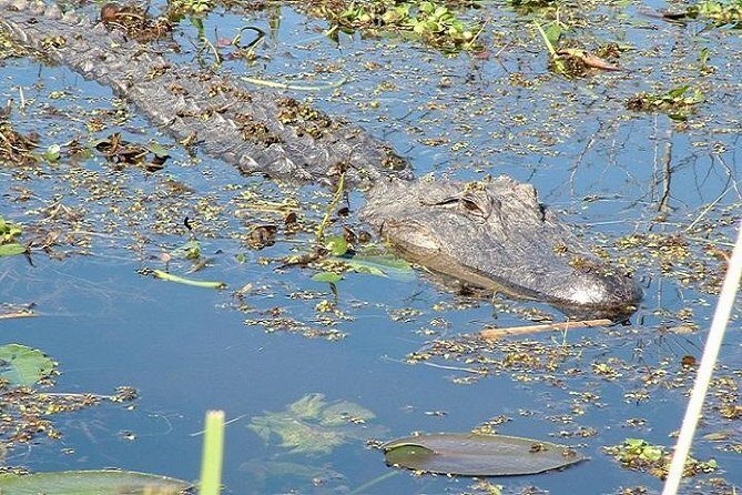 Honey Island Swamp Boat Tour - FAQ