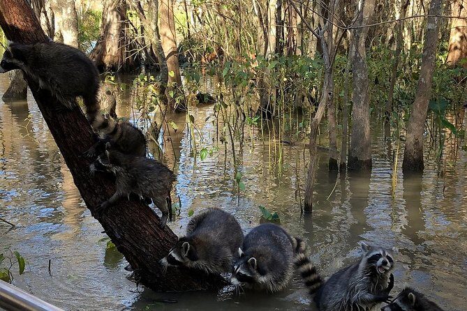 Honey Island Swamp Private Tour with Transport from New Orleans - The Boat Experience: Comfortable and Shade-Filled