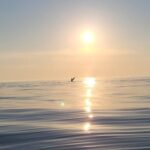 Honningsvåg: North Cape King Crab & Arctic Wildlife Safari - The Itinerary: What to Expect on This Arctic Voyage