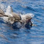 Honokohau: Kona Snorkel and Sail with Drinks and Snacks - Practical Details and Tips