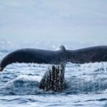 Honokohau: Kona Whale Watching Catamaran Cruise - The Scenic Highlights Along the Kona Coast