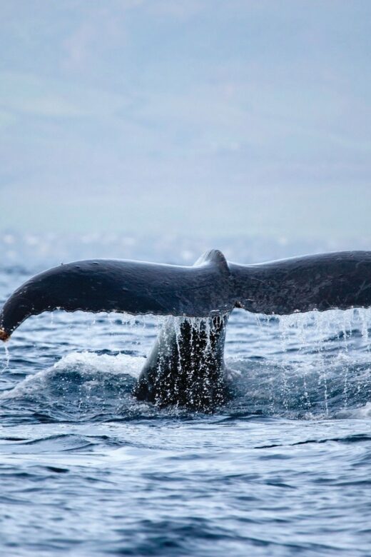 Honokohau: Kona Whale Watching Catamaran Cruise - The Scenic Highlights Along the Kona Coast