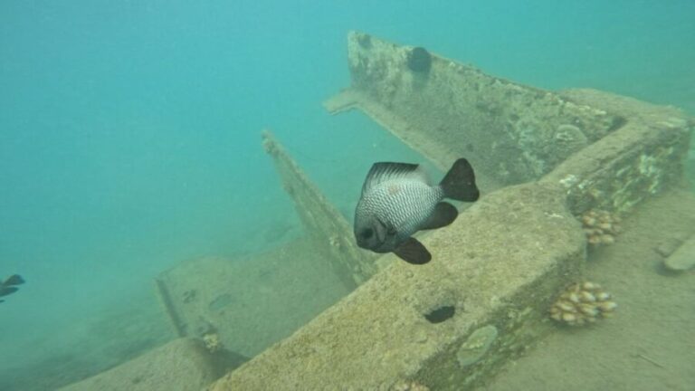 Honolulu: Beginner Scuba Diving Tour With Free Videos - Practical Details: How, When, and What
