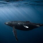 Honolulu: Scuba Diving for Certified Divers - Why Choose This Experience?